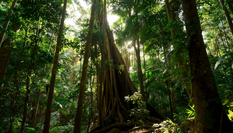 Tweed range scenic drive | The Tweed