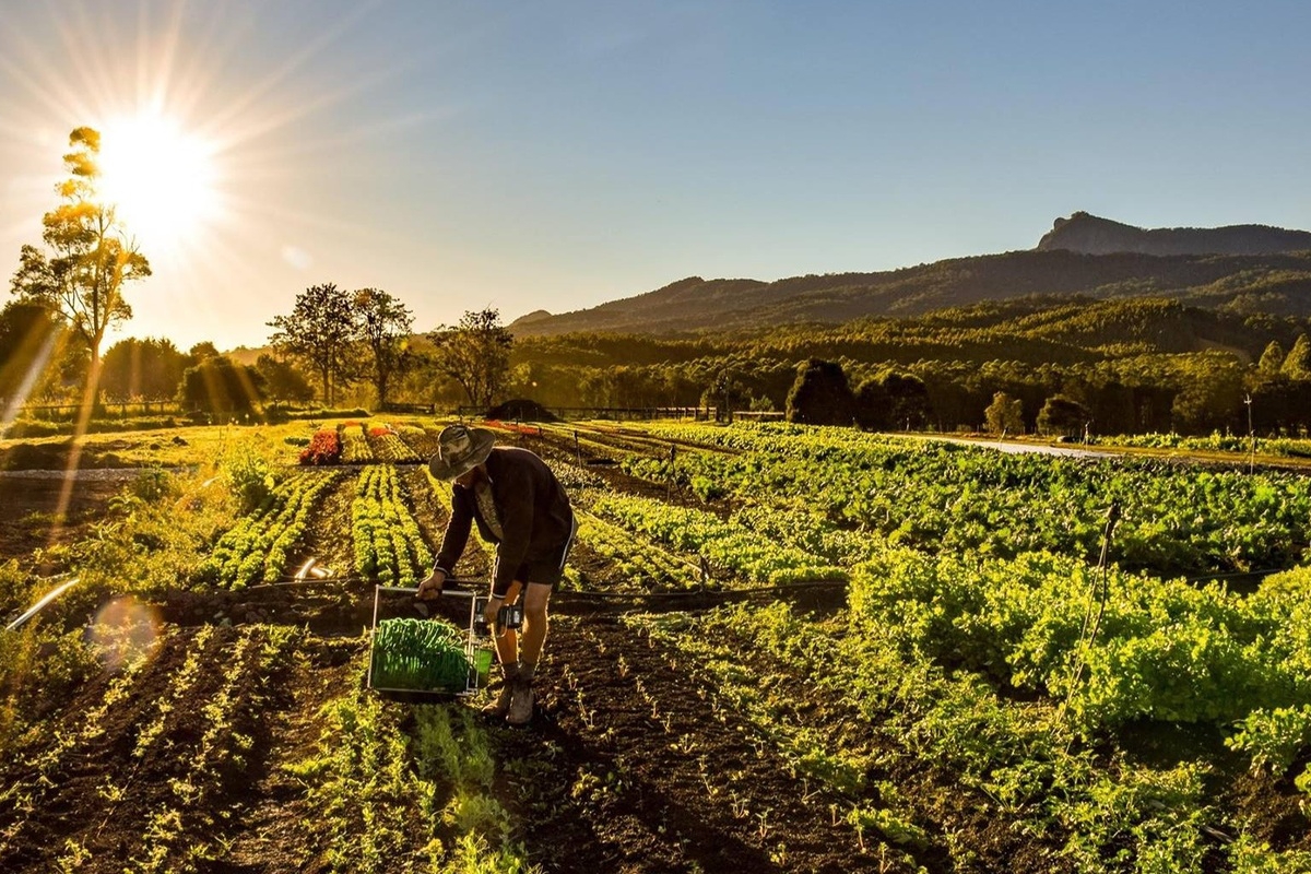 Farm Walk and Talk - Market Gardening and Bees at Green Cauldron Farm ...